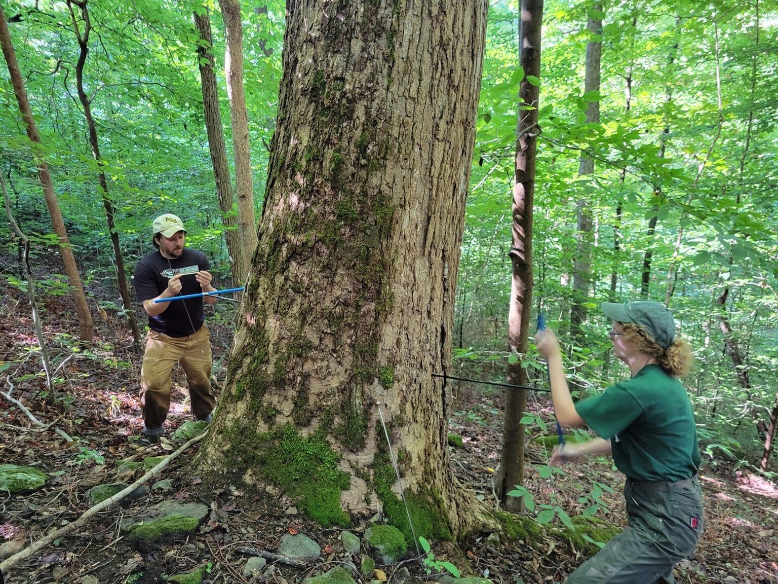 Old-growth forests, trees over 250 years old, threatened by logging in ...