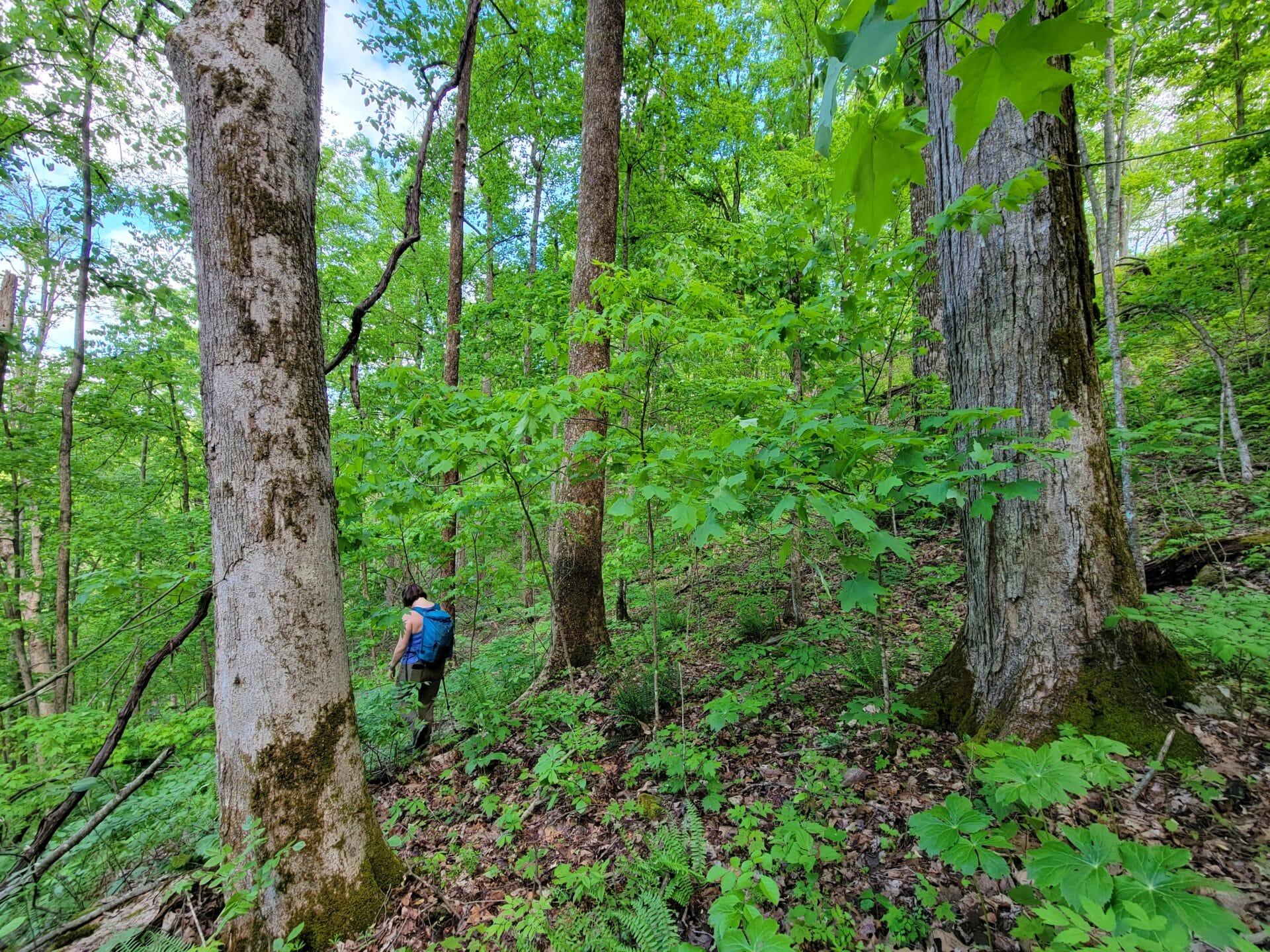 Forest Service lied about wildfire to approve logging significant ...