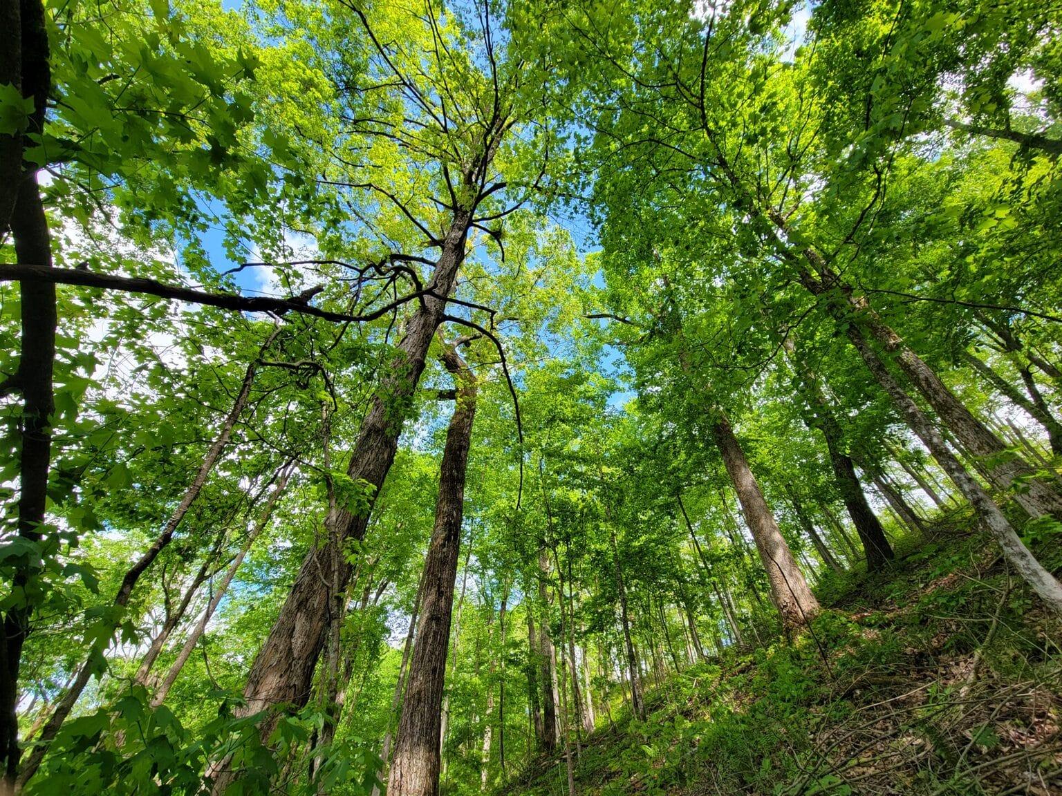 Forest Service lied about wildfire to approve logging significant ...