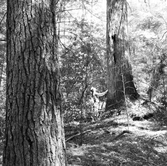 About - Kentucky Heartwood