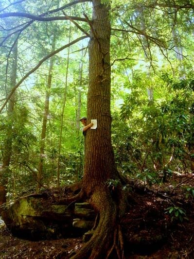 Robinson Forest - Kentucky Heartwood