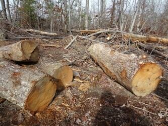 Upper Rock Creek Logging - Kentucky Heartwood
