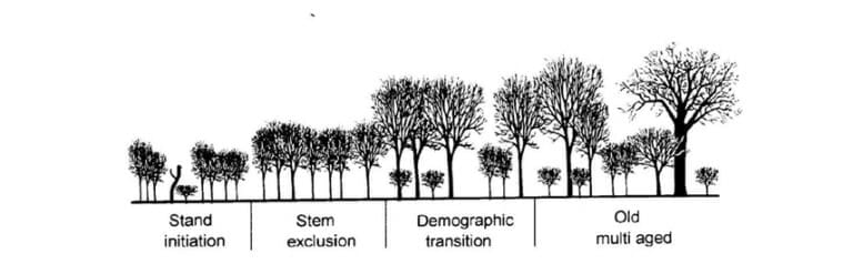 Old-Growth in the Daniel Boone National Forest: The Deep Dive ...